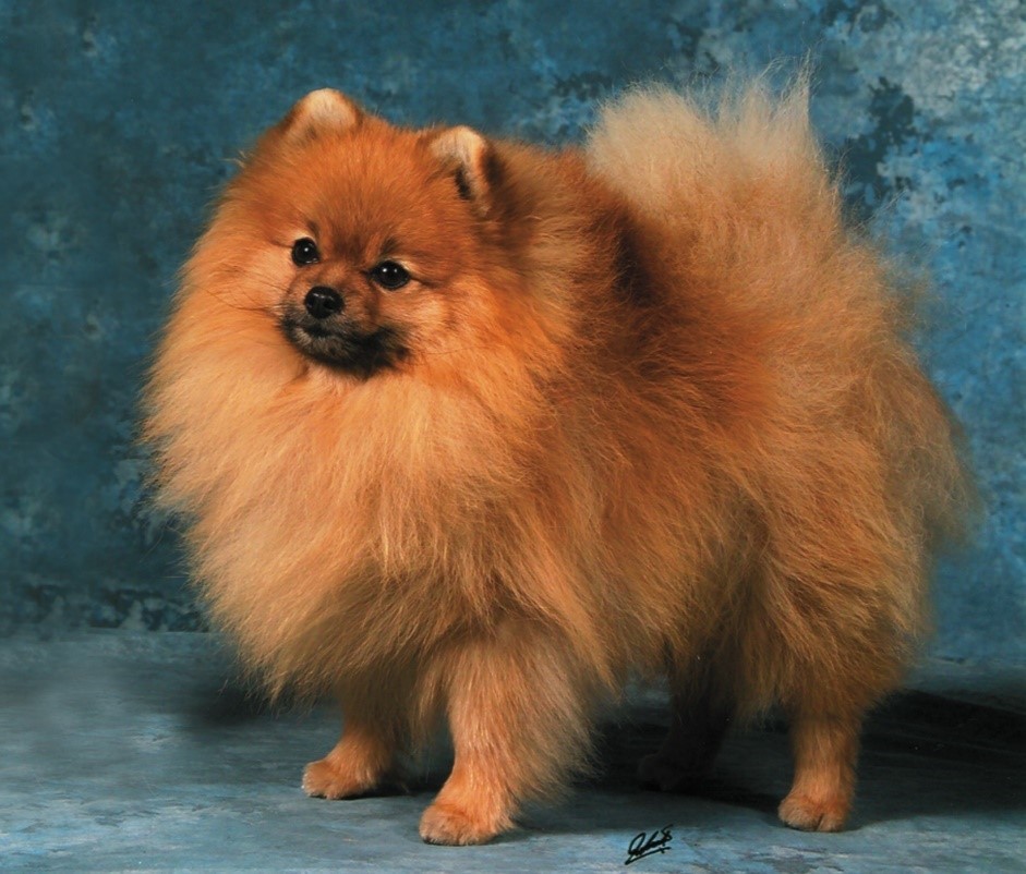 German Spitz FCI Standard
