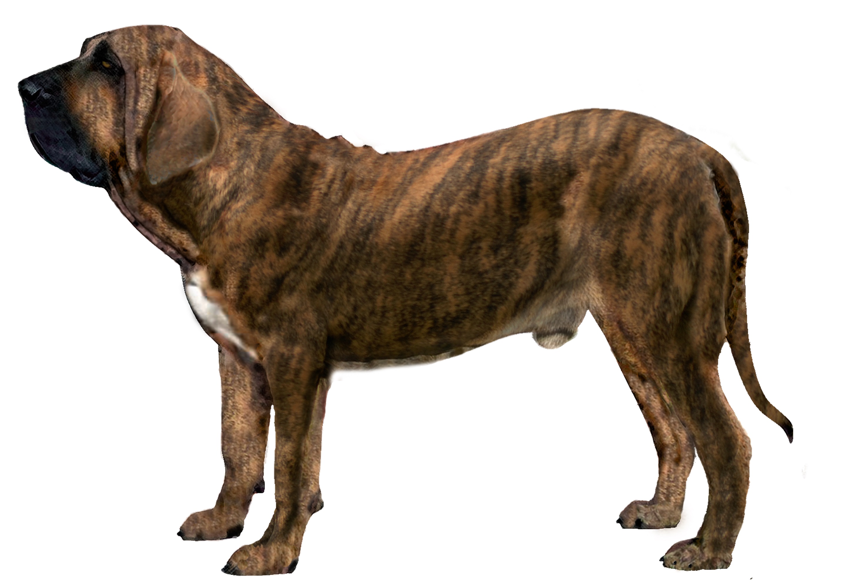 Fila Brasileiro FCI Standard